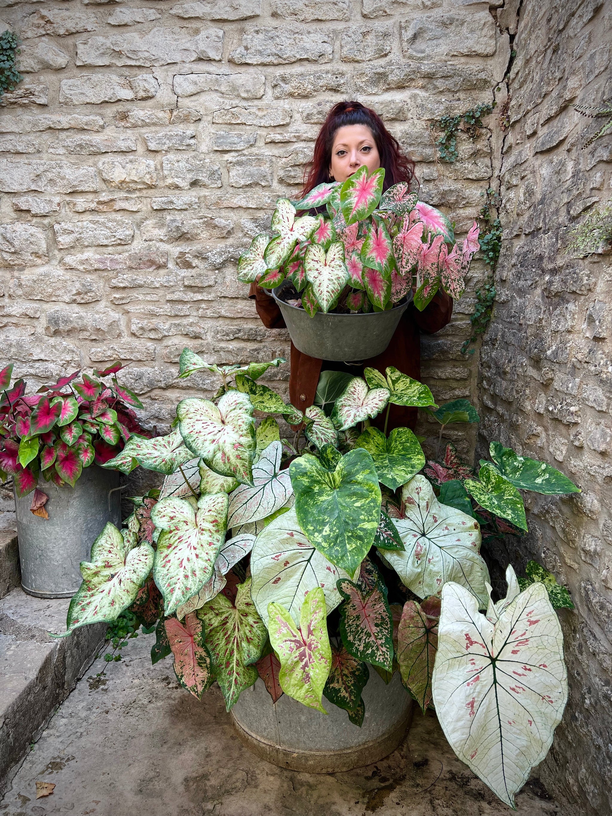 Caladium Collection
